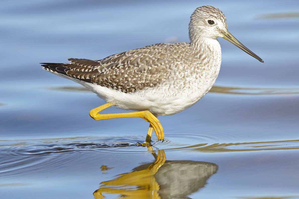 Greater Yellowlegs Profile, Diet, Habitat, Breeding, Flight - BirdBaron