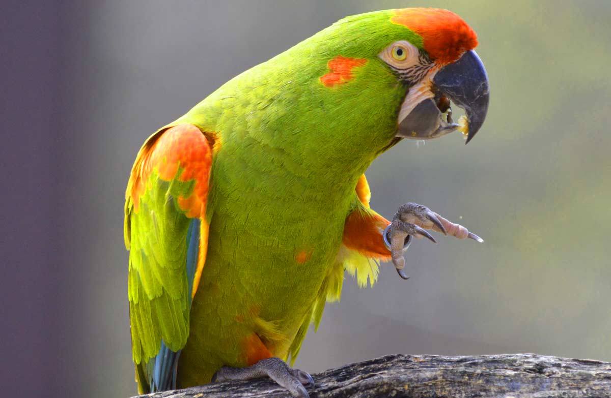 Red Fronted Macaw Facts: Profile, Traits, Range, Diet, Care - BirdBaron