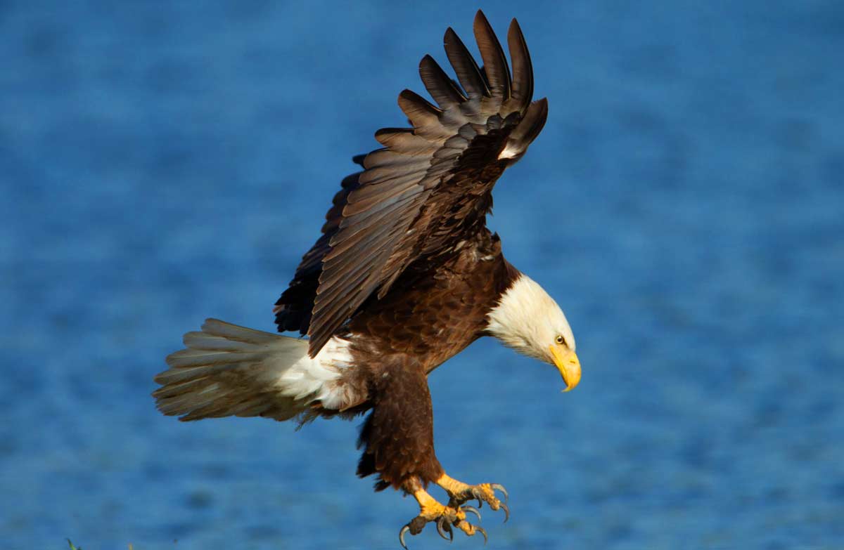 Eagle Adaptation Facts: Survival, Diet, Living, Traits, Size - BirdBaron