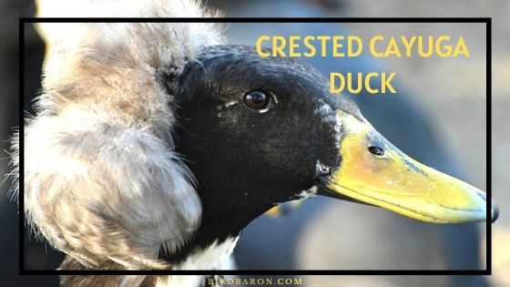 Crested Cayuga Duck – Profile | Care | Varieties – Bird Baron