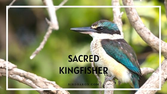 Sacred Kingfisher Bird - Facts | Profile | Diet | Habitat - Bird Baron