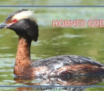 Bird Baron - Bird Blog