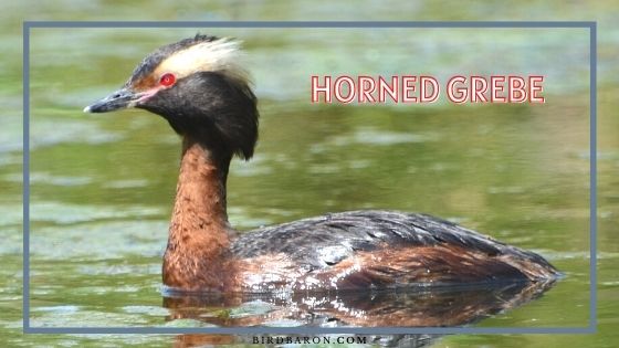 Horned Grebe Bird - Facts | Profile | Ducks | Chicks - Bird Baron