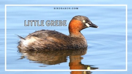 Little Grebe Bird - Facts | Profile | Call | Chick - Bird Baron