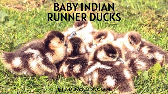 Baby Indian Runner Ducks - Facts | Eat | look Like | Feed - Bird Baron