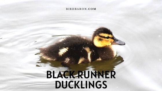 Black Runner Ducklings - Care | Description | Pet - Bird Baron