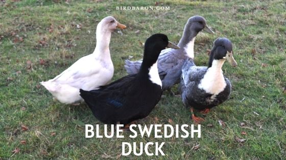 Blue Swedish Duck - Profile | Farming | Eggs | Care | Facts - Bird Baron