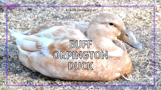 Buff Orpington Duck - Eggs | Care | Male | Female - Bird Baron