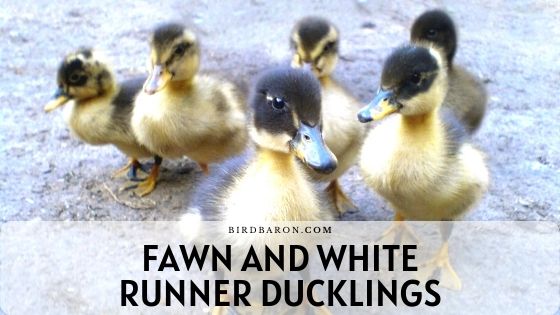 Fawn and White Runner Ducklings - Care | Profile | Fly - Bird Baron