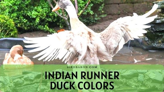 Indian Runner Duck - Colors | Description | Care | Health - Bird Baron