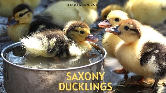 Saxony Ducklings - History | Care | Traits | Behavior | Facts - Bird Baron