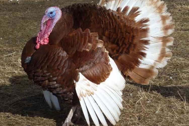 Jersey Buff Turkey - Breed Profile | Facts | Traits | Eggs - Bird Baron