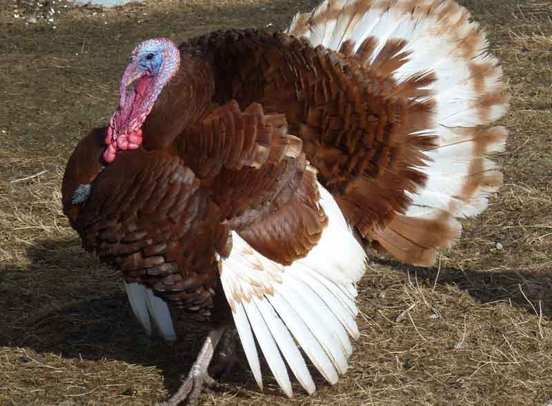 Jersey Buff Turkey – Breed Profile | Facts | Traits | Eggs – Bird Baron