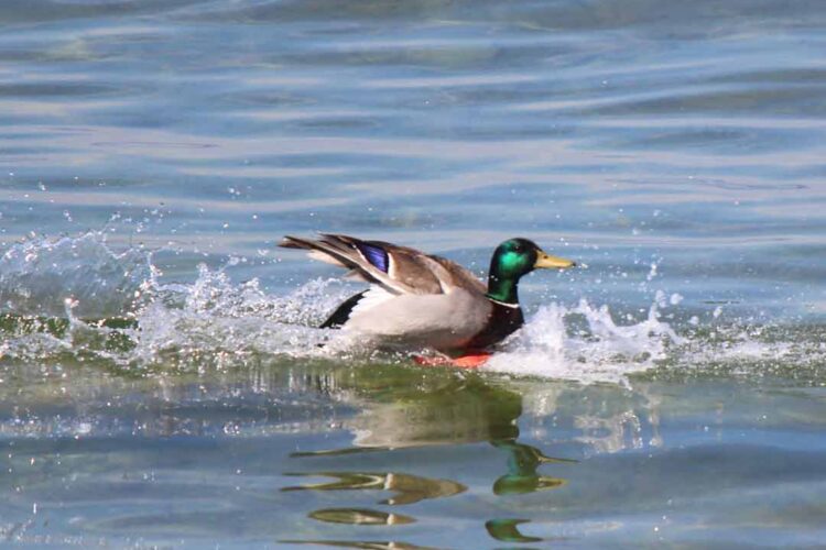 Duck Adaptations- Adaptive Features of the Duck - Bird Baron
