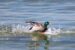 Duck Adaptations- Adaptive Features of the Duck - Bird Baron
