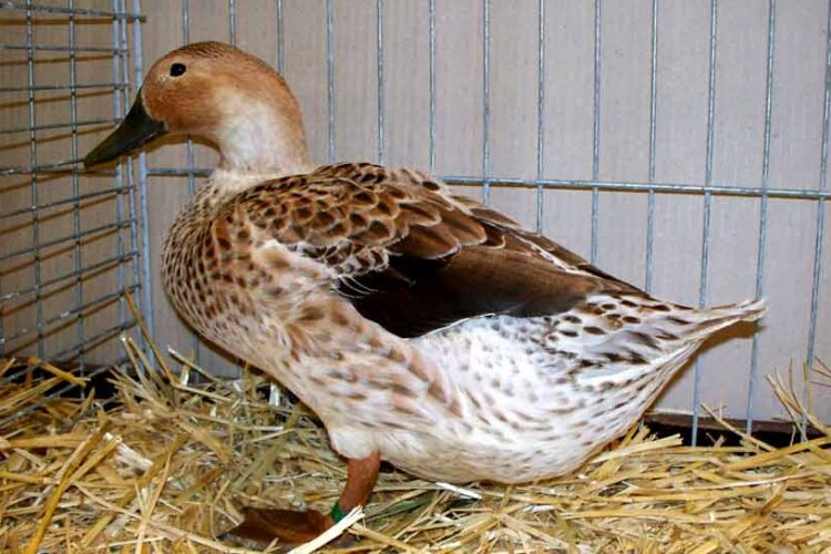 Welsh Harlequin Drake - Profile | Care | Differences | Facts - Bird Baron