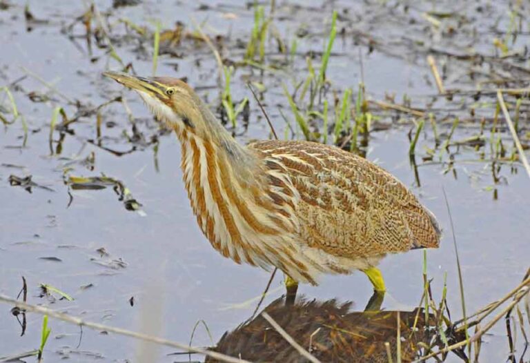 American Bittern Bird - Habitat | Range | Flight | Size | Migration ...