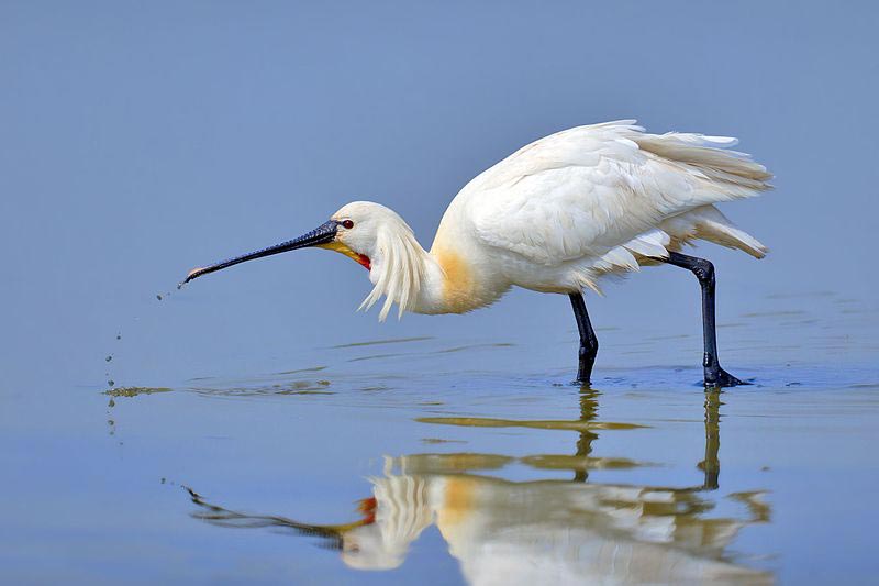 Eurasian Spoonbill - Profile | Facts | Range | Lifespan | Color - Bird ...