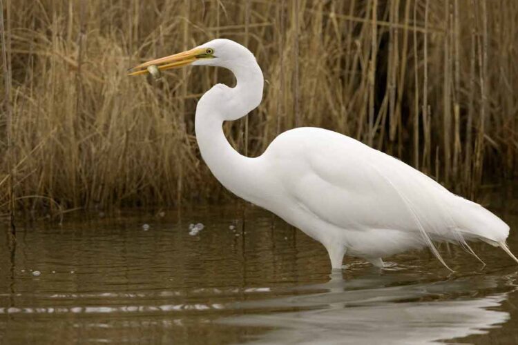 Great Egret - Profile | Habitat | Facts | Flight | Nest | Call - Bird Baron