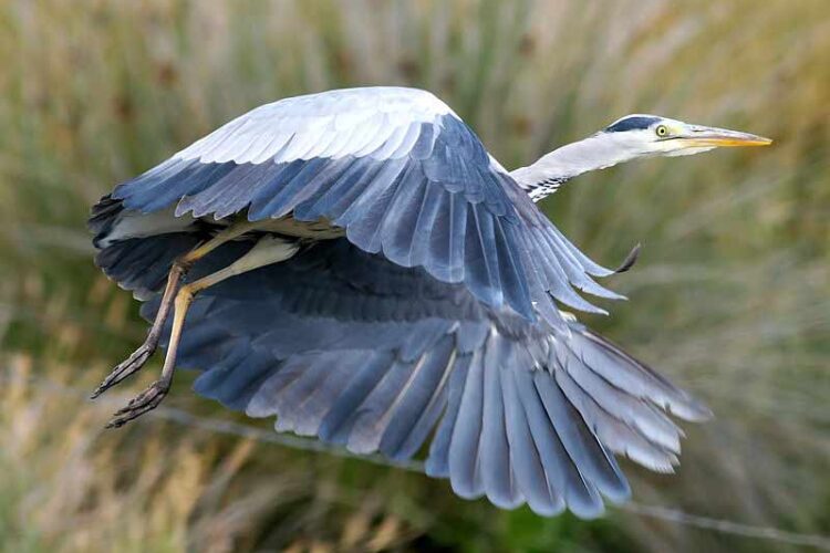 Grey Heron - Profile | Facts | Juvenile | Habitat | Communication ...