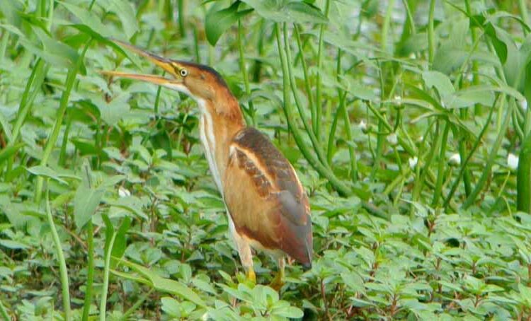 Least Bittern - Profile | Habitat | Sounds | Flying | Nest | Range ...