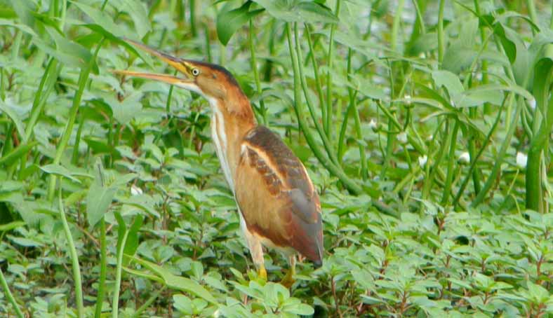 Least Bittern - Profile | Habitat | Sounds | Flying | Nest | Range ...