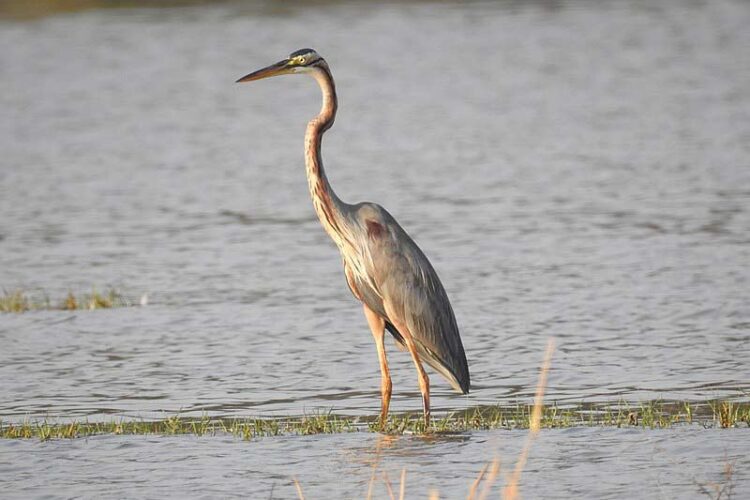 Purple Heron - Profile | Facts | Call | Habitat | Range | Diet - Bird Baron