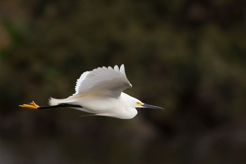 Snowy Egret - Profile | Facts | Habitat | Range | Migration | Diet ...