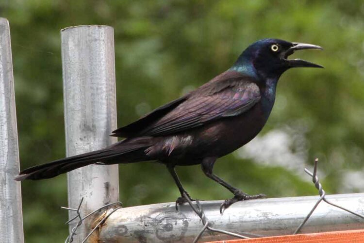 Common Grackle - Call | Migration | Sound | Habitat | Flock - Bird Baron