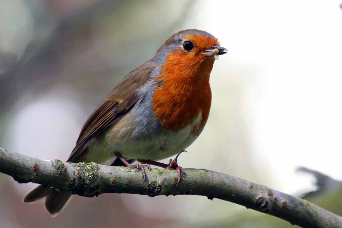 European Robin - Eggs | Facts | Lifespan | Size | Diet | Nest - Bird Baron