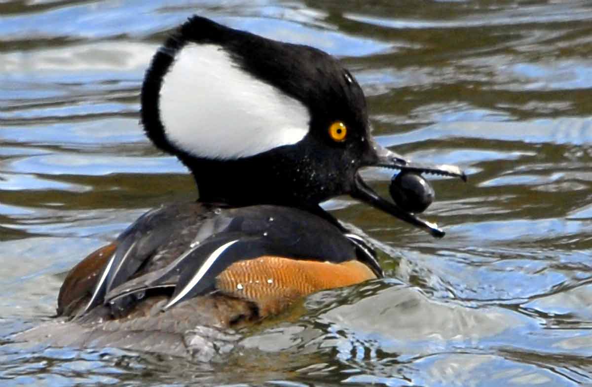 Hooded Merganser – Mount | Hen | Drake | Call | Range | Facts – Bird Baron