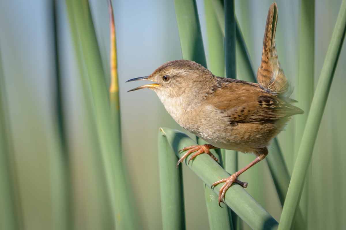 Marsh Wren - Song | Nest | Diet | Migration | Predators | Facts - Bird ...