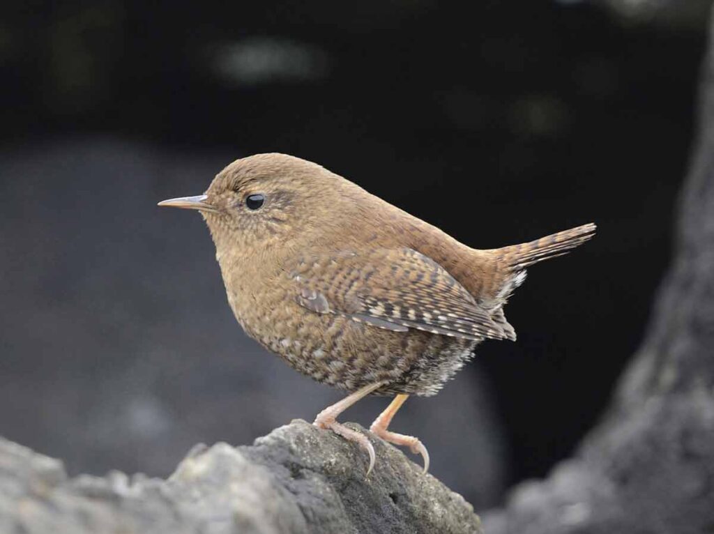 Pacific Wren - Call | Nest | Range | Size | Facts | Traits - Bird Baron