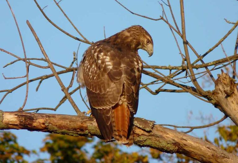 Red-Tailed Hawk - Size | Facts | Diet | Habitat | Call | Sound - Bird Baron