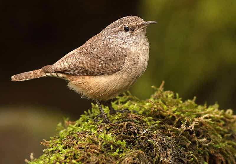 Rock Wren - Facts | Song | Call | Habitat | Tail | Diet | Nest - Bird Baron