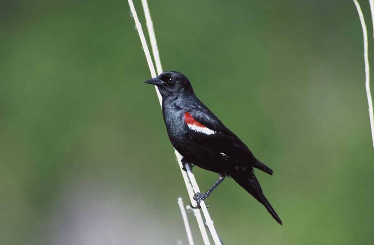 Tricolored Blackbird - Call | Habitat | Range | Endangered | Nesting ...