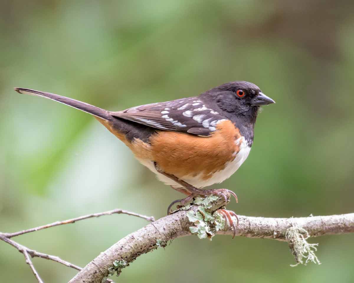Spotted Towhee - Facts | Call | Female | Diet | Habitat | Sound - Bird ...