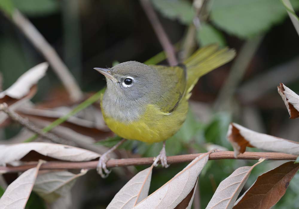 MacGillivray's Warbler - Profile | Facts | Song | Traits | Range - Bird ...