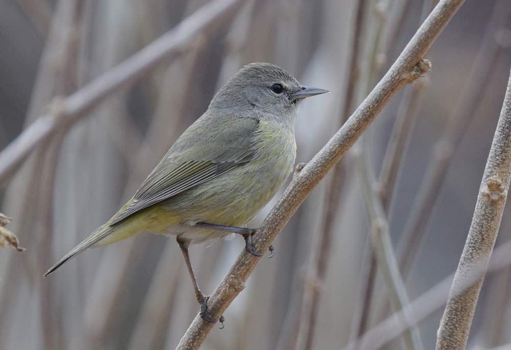 Orange-Crowned Warbler - Profile | Facts | Nest | Song | Range - BirdBaron