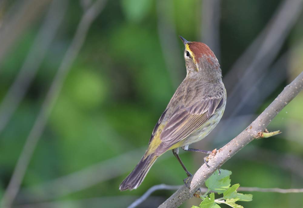 Palm Warbler - Profile | Facts | Female | Song | Traits | Food | Fly ...