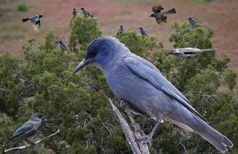 Pinyon Jay Bird - Profile | Call | Flock | Range | Traits | Facts ...