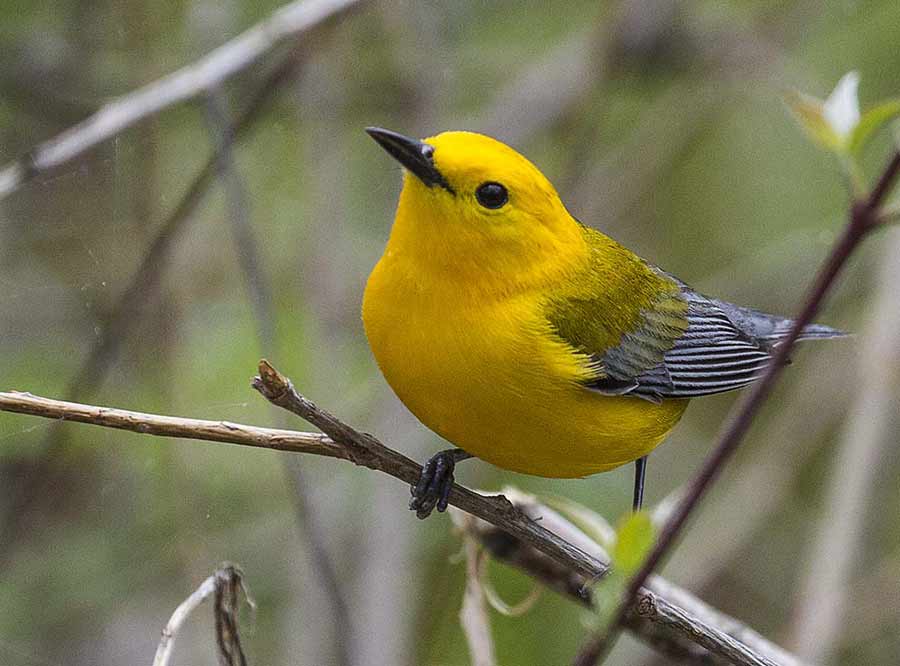 Prothonotary Warbler - Profile | Facts | Female | Nest | Traits - Bird ...