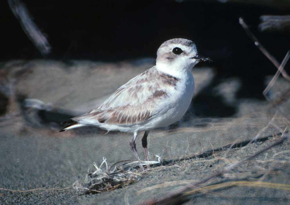 Snowy Plover Bird - Profile | Facts | Habitat | Range | Traits - Bird Baron