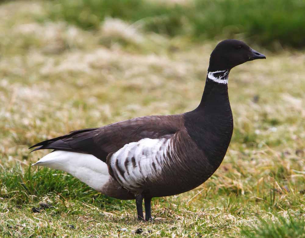 Brant Goose - Profile | Facts | Call | Sound | Band | Range | Fly ...