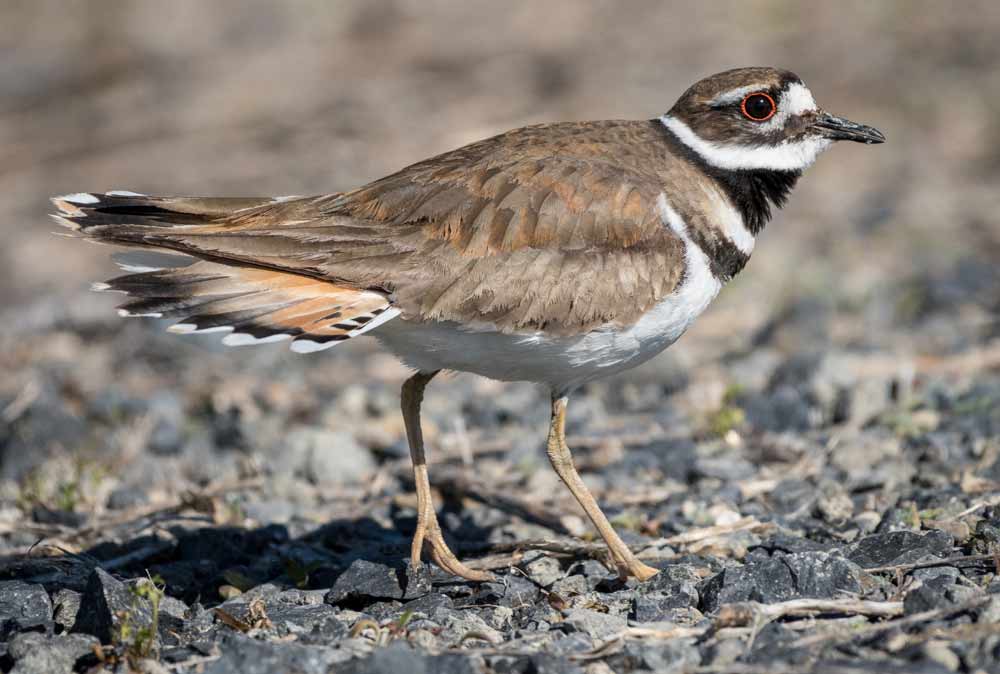 Killdeer Bird Profile Facts Sound Call Traits Egg Flying Bird Baron