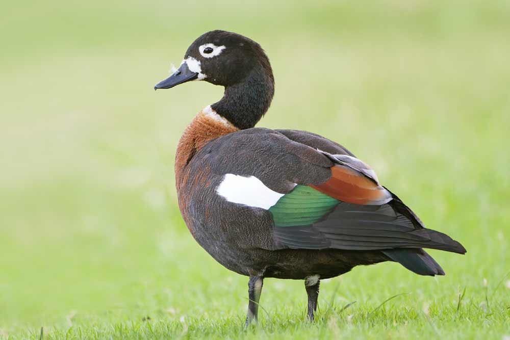 Australian Shelduck - Profile | Traits | Facts | Call | Diet | Breeding ...