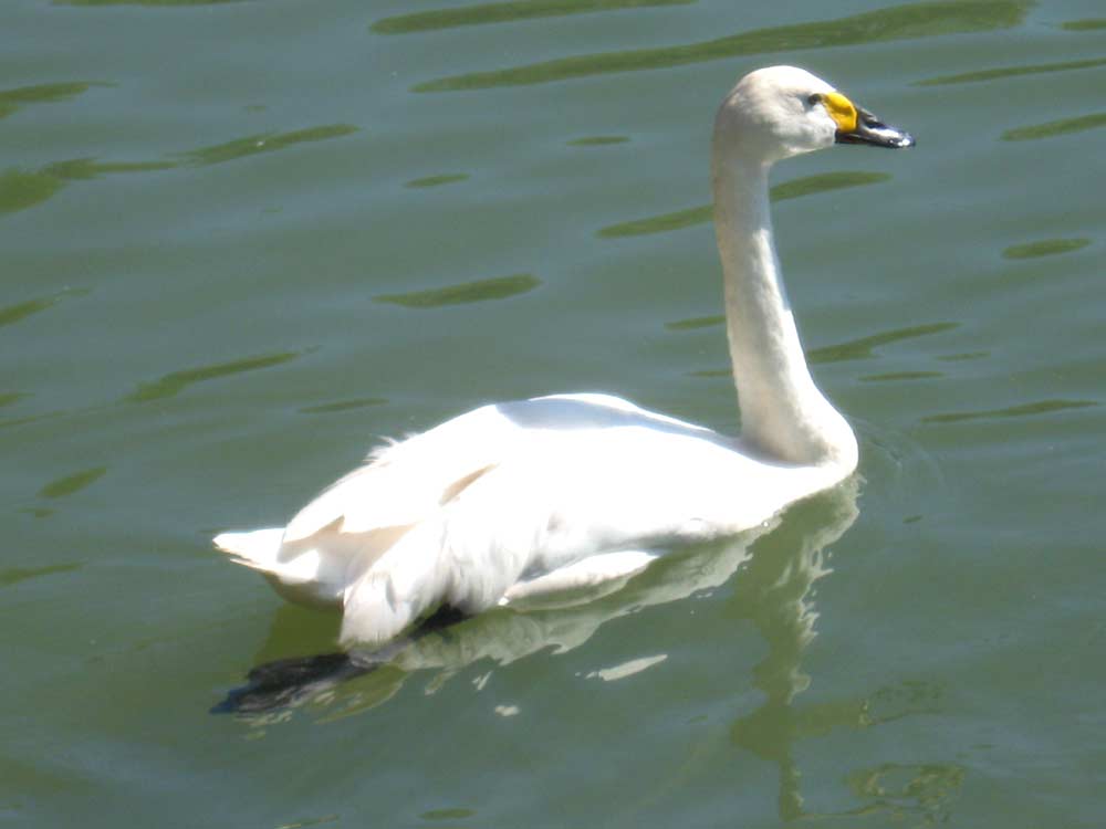 Bewicks Swan - Profile | Traits | Migration | Call | Diet | Breeding ...