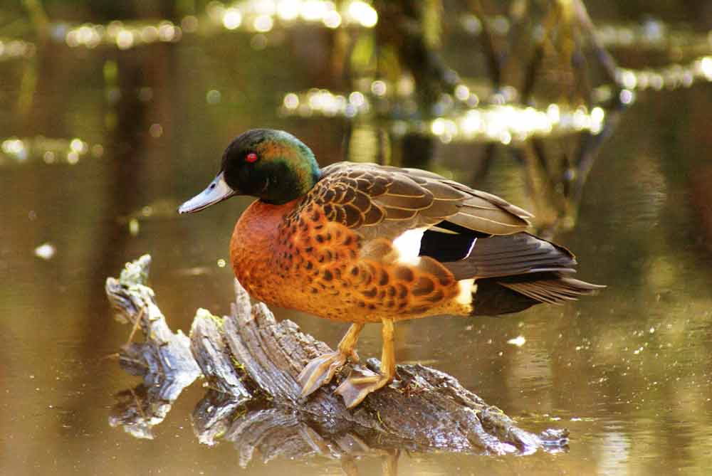 Chestnut Teal - Profile | Traits | Facts | Call | Diet | Breeding ...