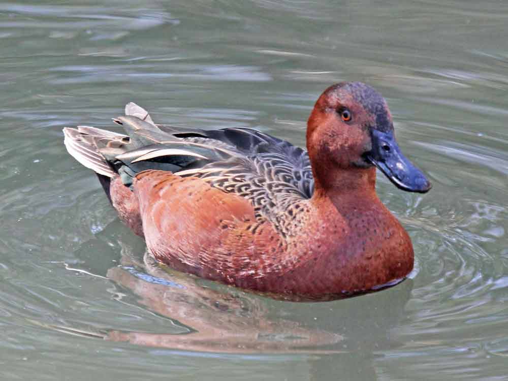 Cinnamon Teal - Profile | Traits | Facts | Call | Diet | Breeding - BirdBaron