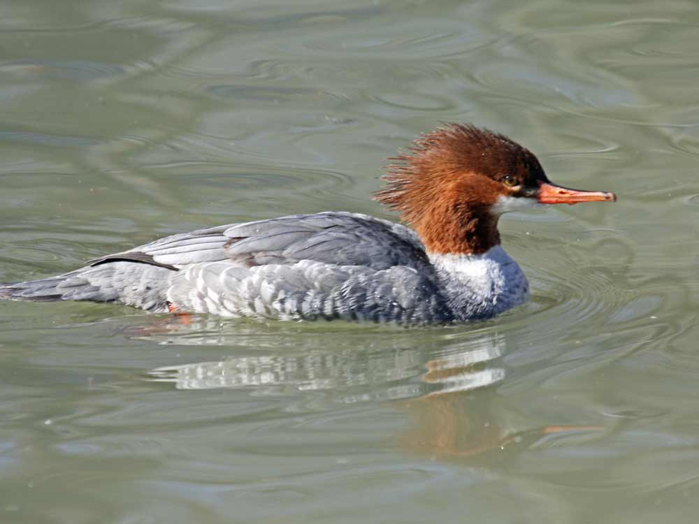 Common Merganser - Profile | Traits | Facts | Diet | Breeding - Bird Baron